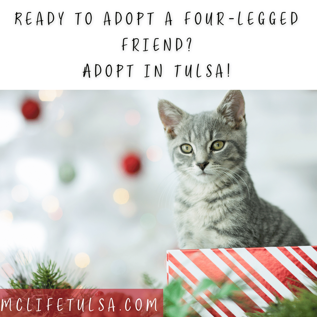 Ready To Add A Four-Legged Friend To Your Home? Adopt In Tulsa! - MC ...
